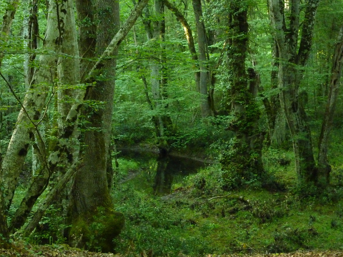 Los Bosques Inundables de Iğneada se tratan de los mayores de Türkiye y ...