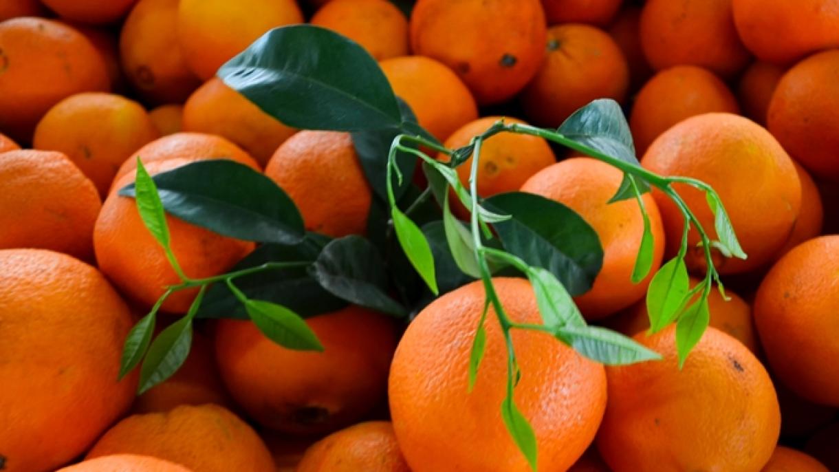 Oʻtgan yili Oʻzbekiston Türkiyedan 1.4 ming tonna apelsin eksport qildi ...